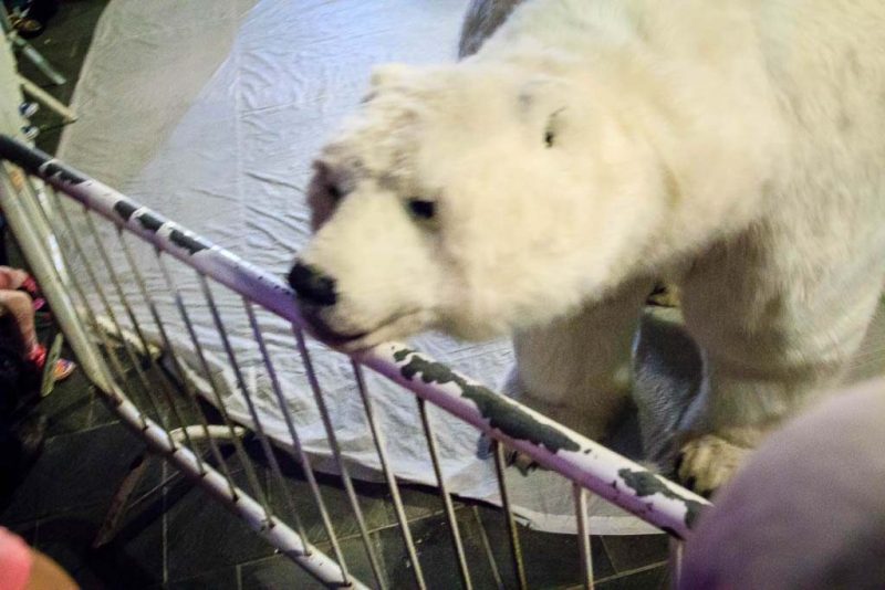 PHOTOS: A 'polar bear' in Doha's desert climate - Doha News | Qatar