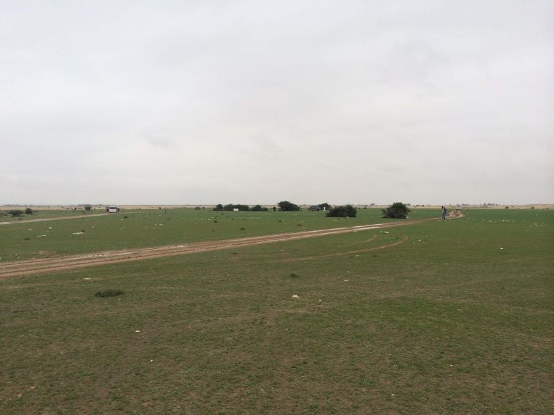 PHOTOS: Qatar's north goes green for winter - Doha News | Qatar