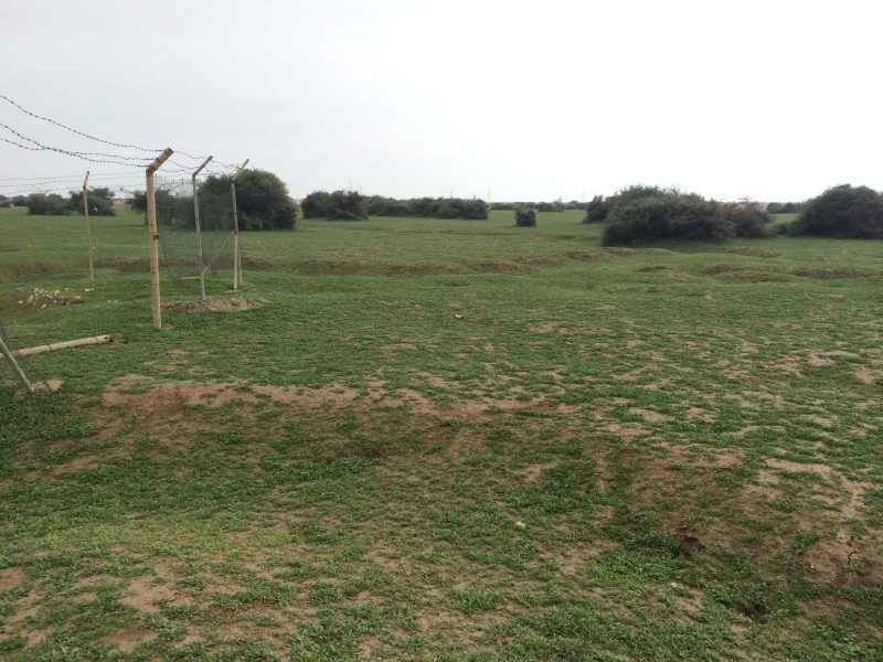 PHOTOS: Qatar's north goes green for winter - Doha News | Qatar