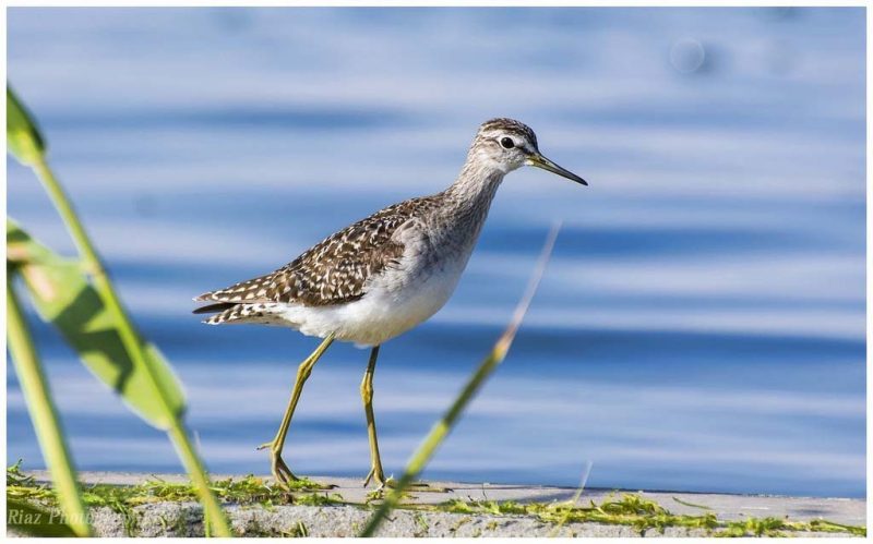 PHOTOS: A glimpse of Qatar's wildlife - Doha News | Qatar