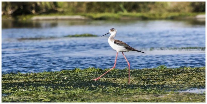 PHOTOS: A glimpse of Qatar's wildlife - Doha News | Qatar