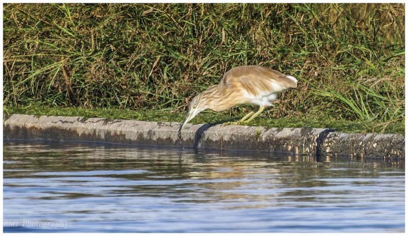 PHOTOS: A glimpse of Qatar's wildlife - Doha News | Qatar