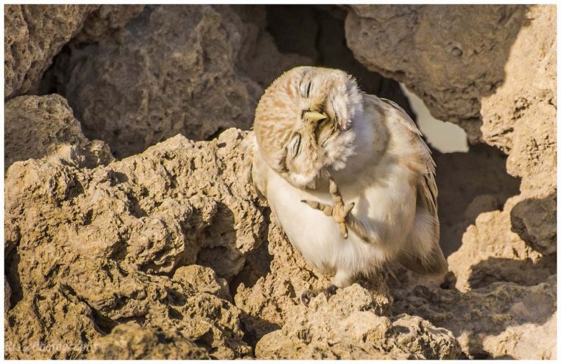 PHOTOS: A glimpse of Qatar's wildlife - Doha News | Qatar