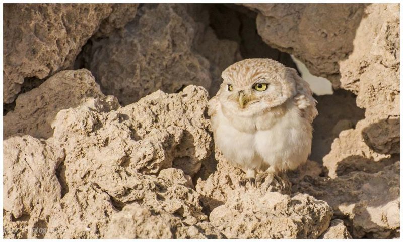 PHOTOS: A glimpse of Qatar's wildlife - Doha News | Qatar