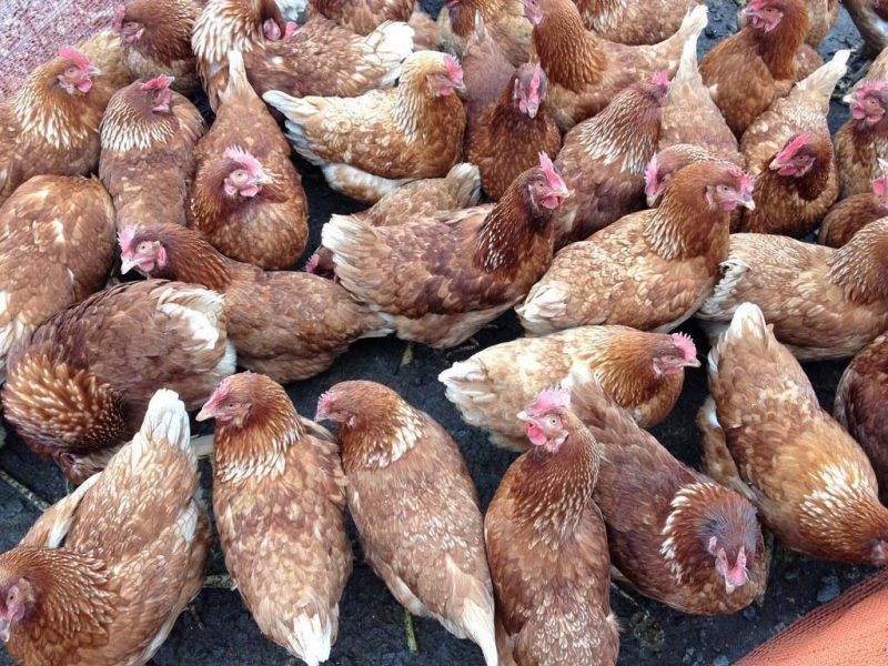 Qatar looks to improve food security with new poultry farm plans - Doha ...
