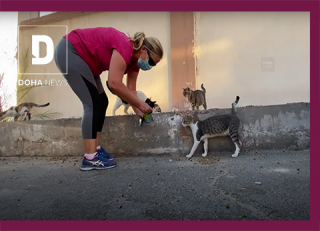Animal rights activists deal with Qatar's stray cats - Doha News | Qatar
