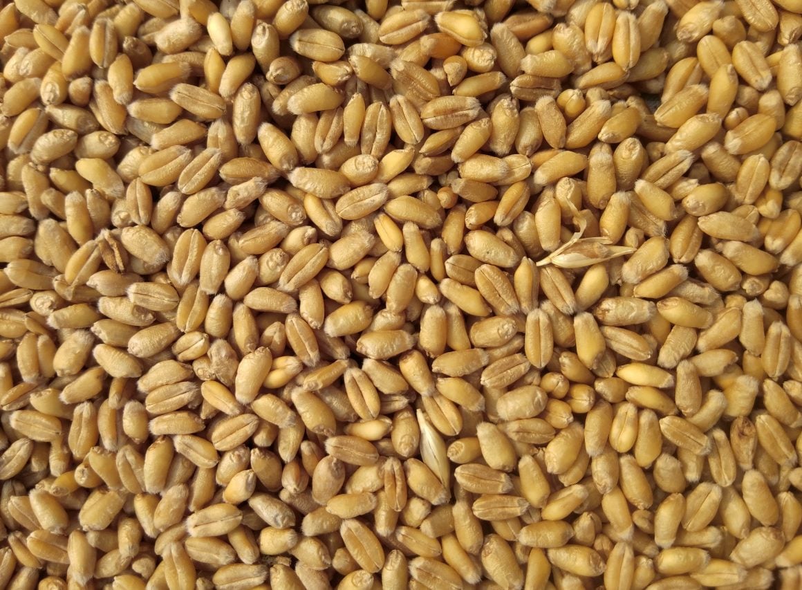 Hassad Food to meet local market needs for grains, oilseeds and wheat ...