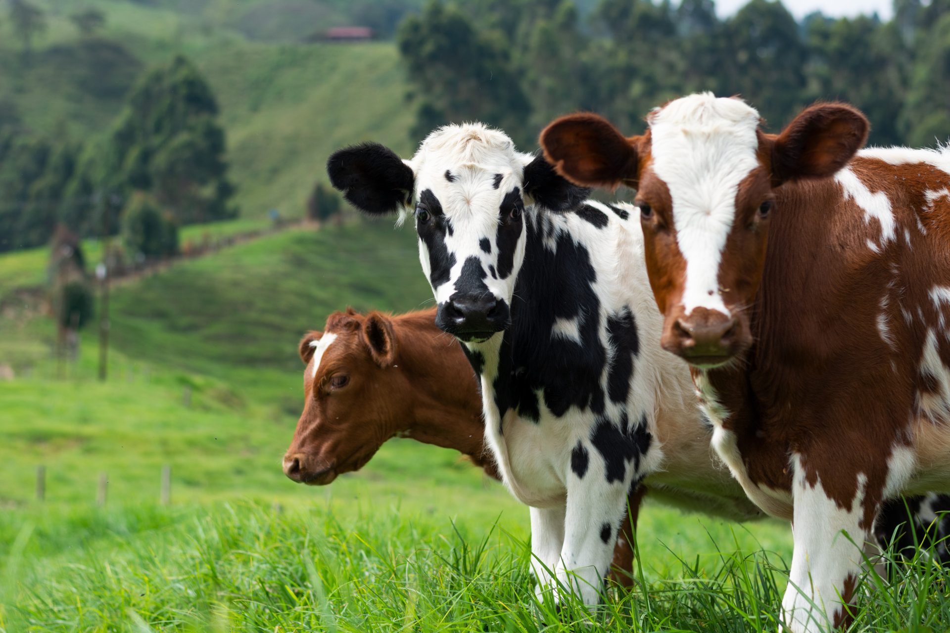 China successfully clones three 'super cows' to boost local milk ...