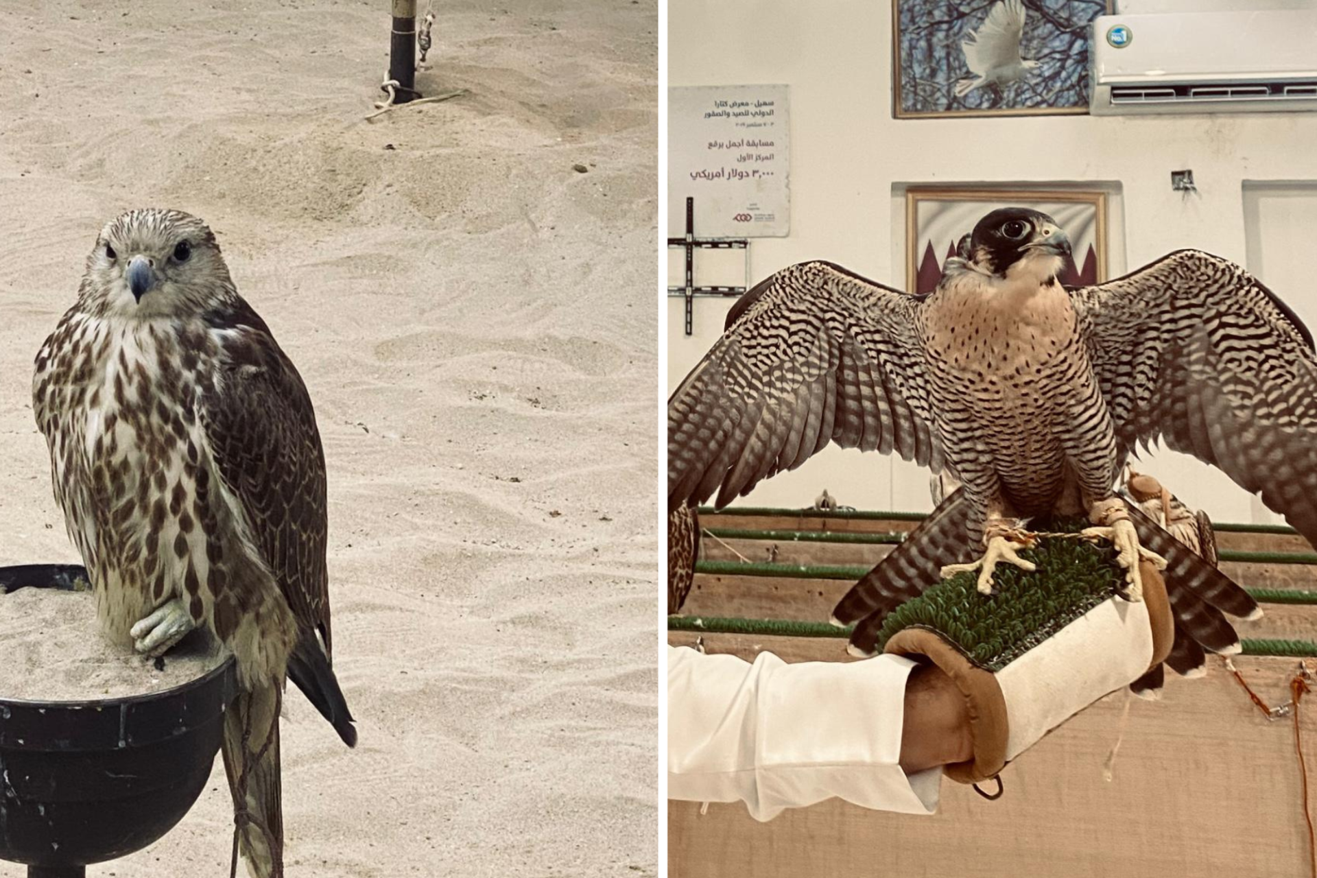 ‘Our falcons, our legacy’: The spirit of falconry in Qatar - Doha News ...