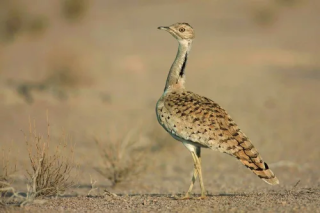 Qatar's efforts to preserve wildlife and nature - Doha News | Qatar