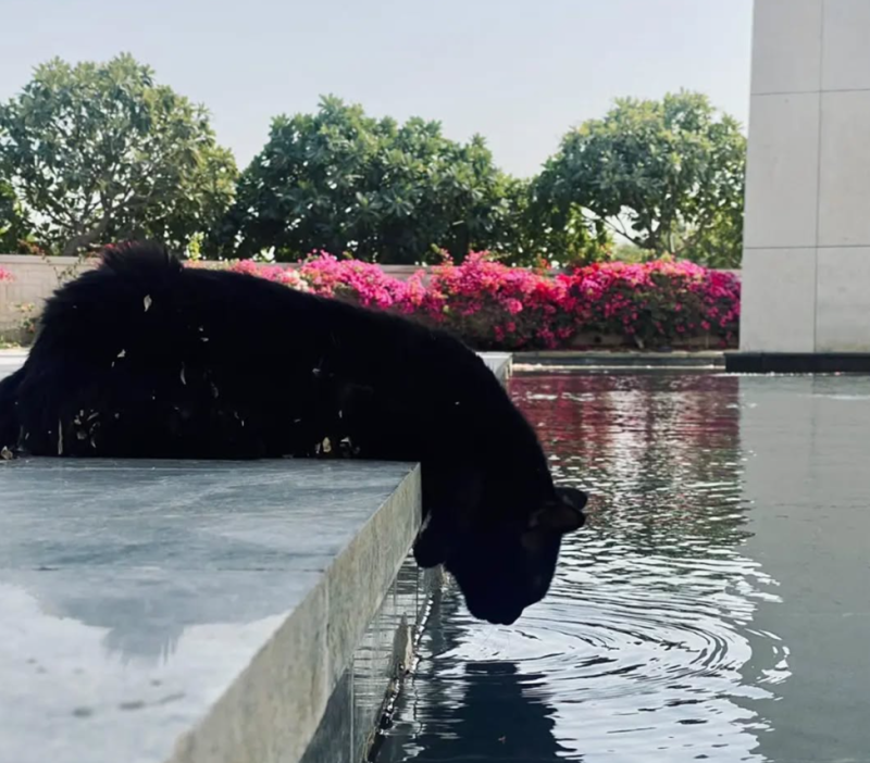 Abandoned in the heat: The silent suffering of Qatar’s stray cats ...